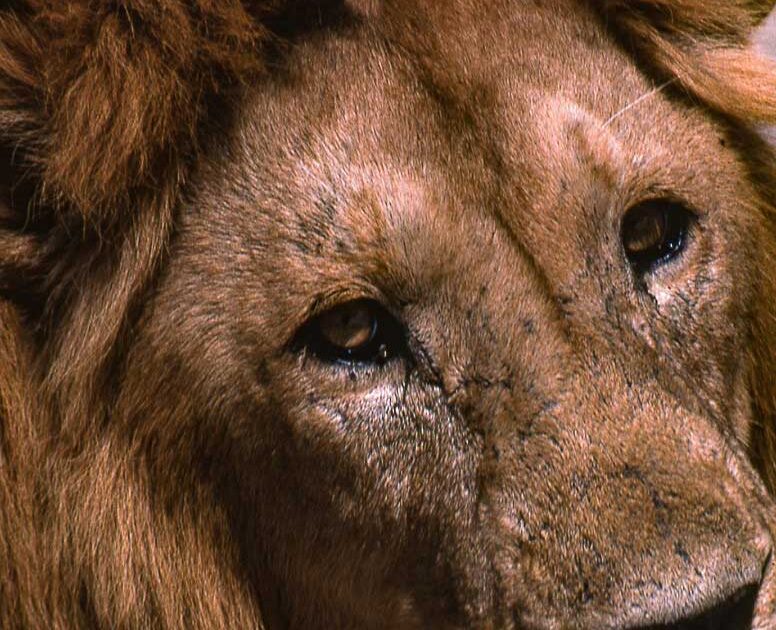 Resistance Radio Interview of Keith Harmon Snow about Panthera Leo ...